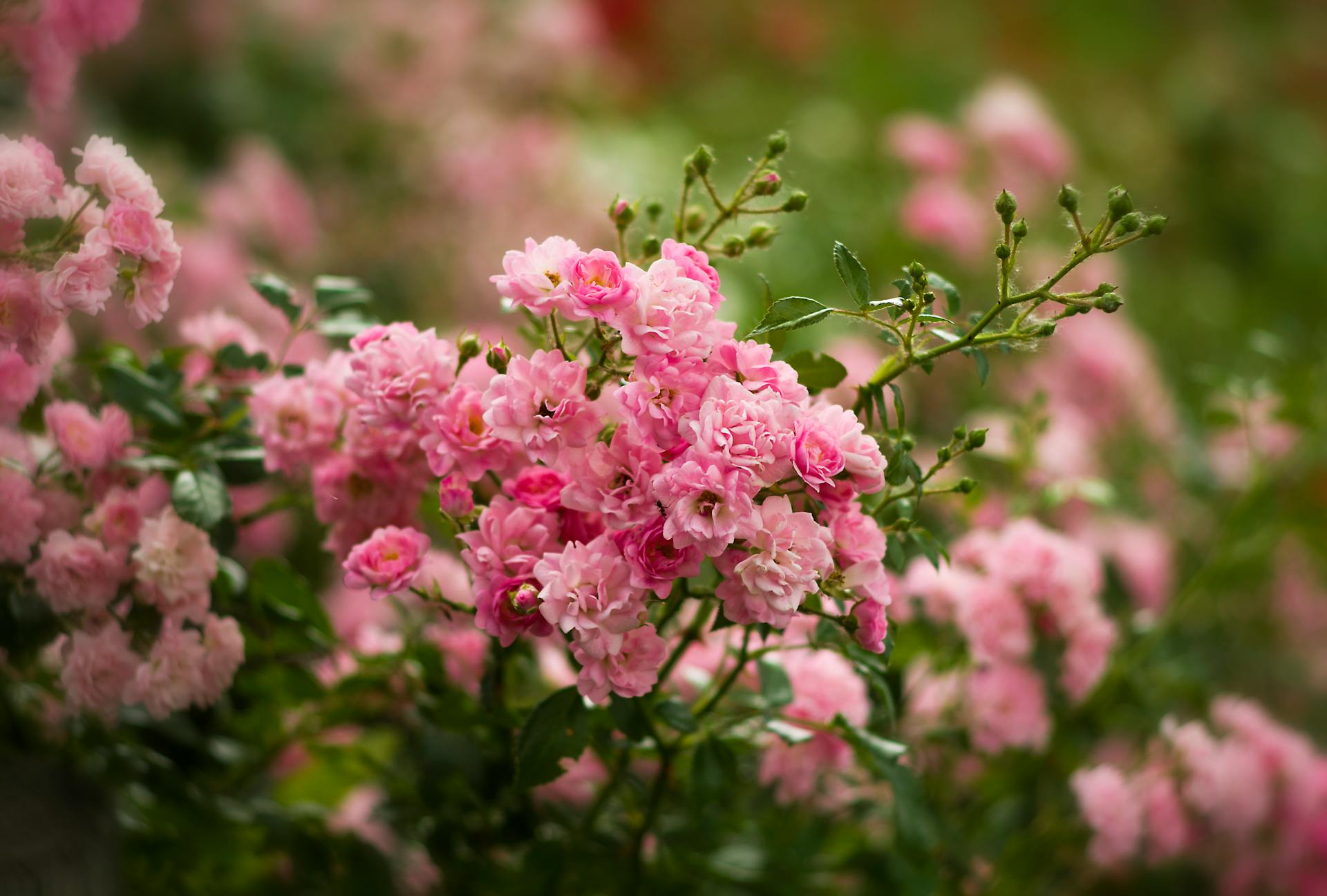 Seethawaka Botanical Garden
